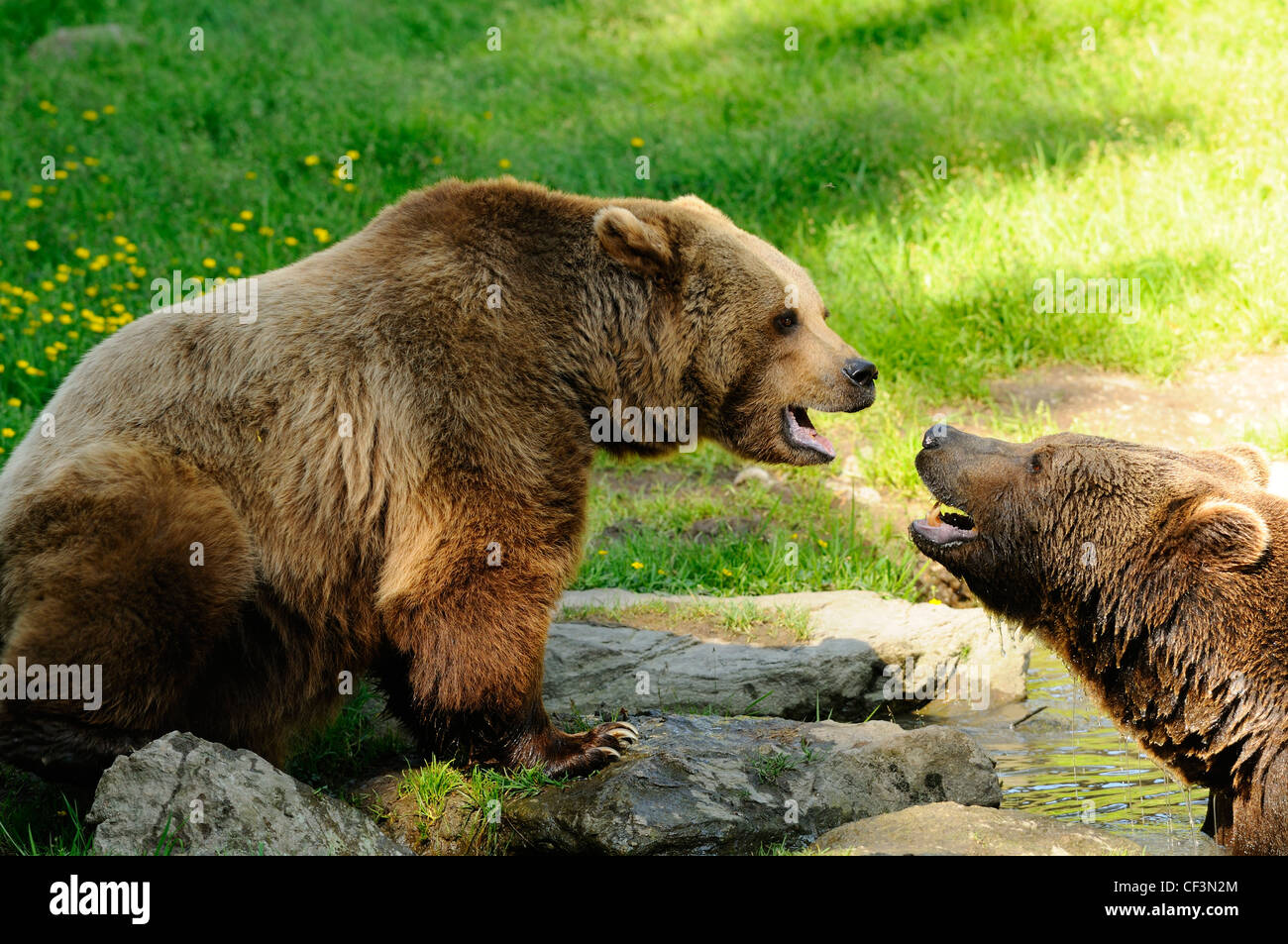 Two European brown bears (Ursus arctos arctos) in the NP Bavarian ...