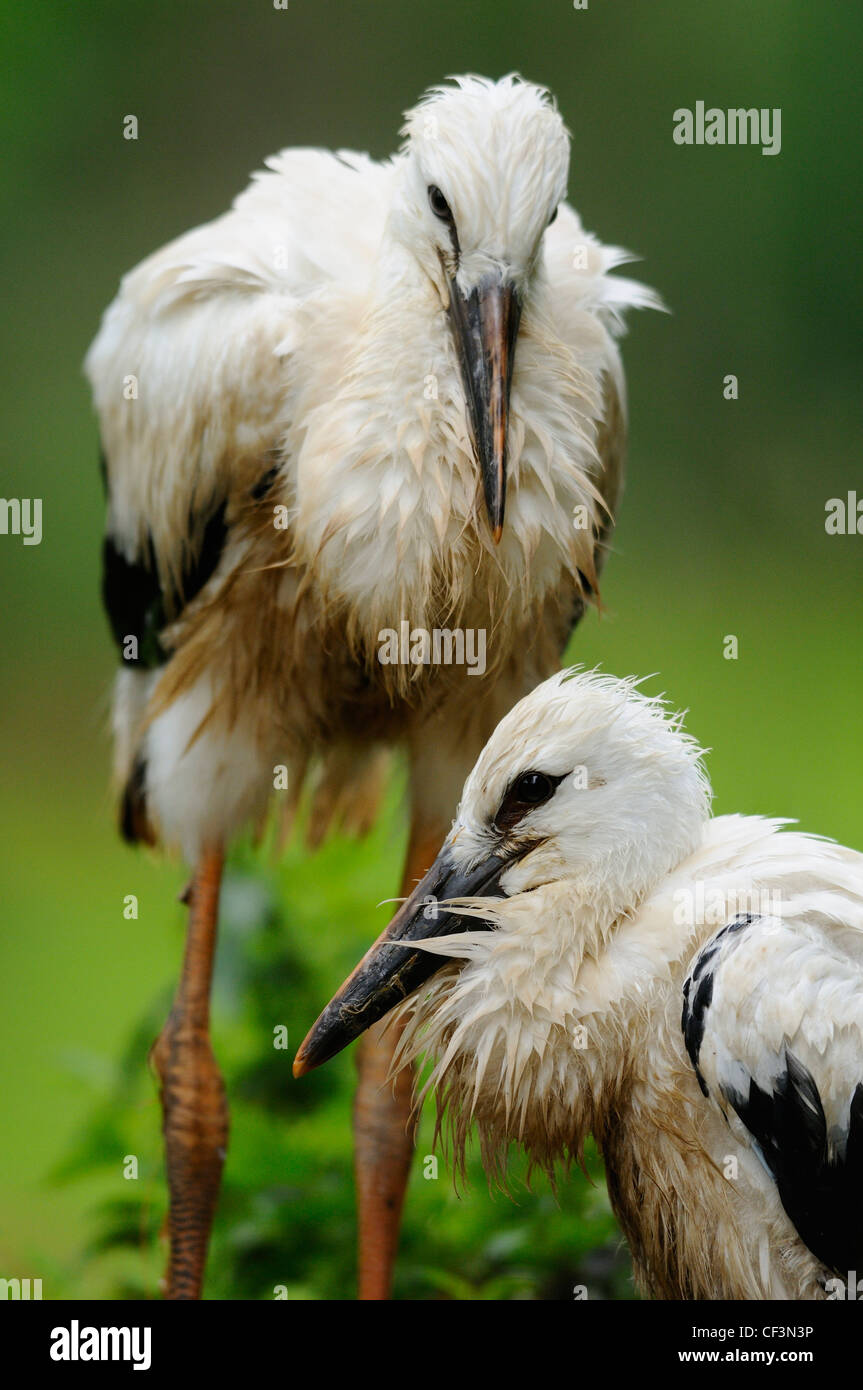 Two young White Storks (Ciconia ciconia Stock Photo - Alamy