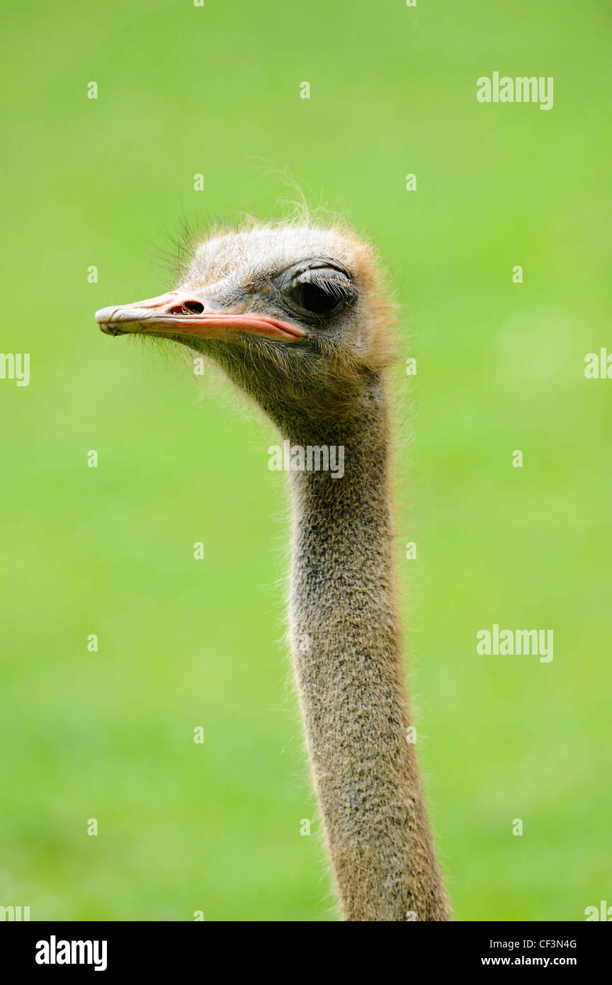Ostrich (Struthio camelus), portrait Stock Photo - Alamy