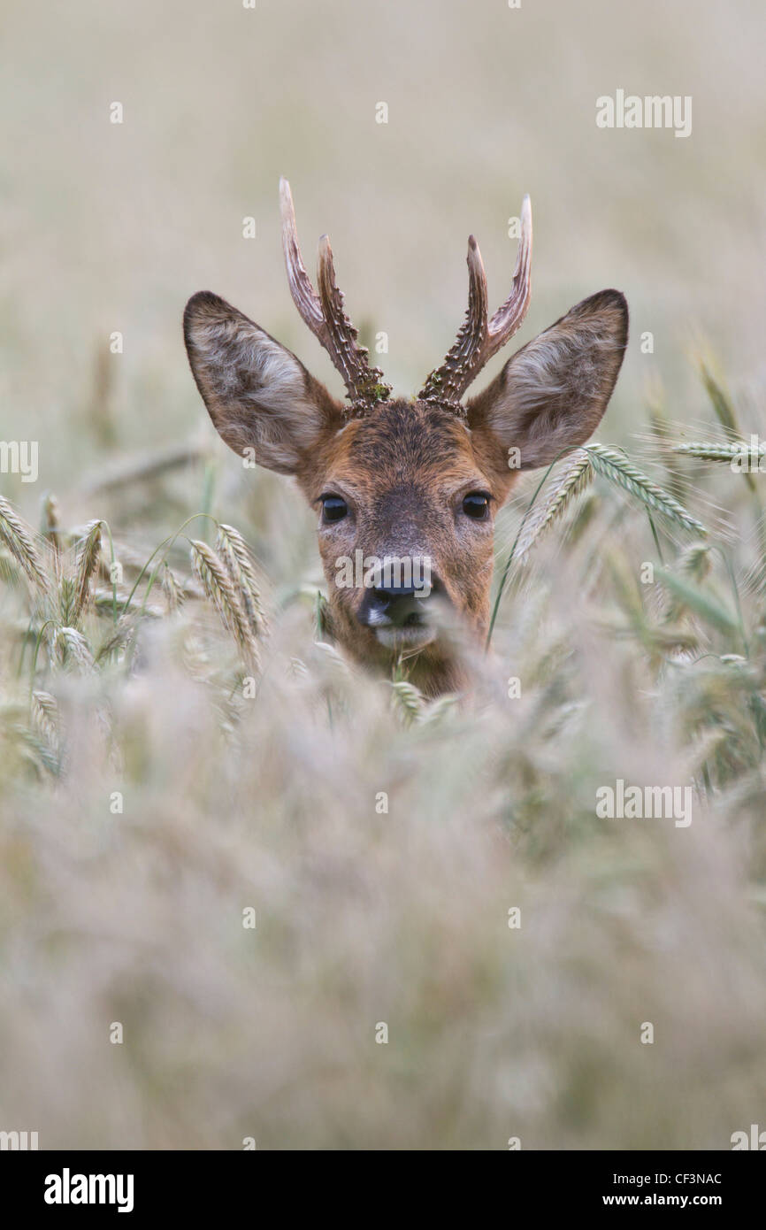 Roe buck cornfield hi-res stock photography and images - Alamy