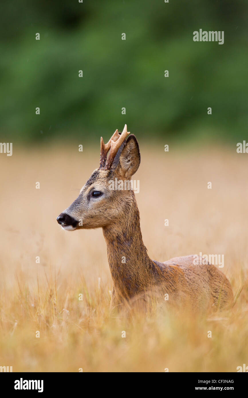 Roe buck cornfield hi-res stock photography and images - Alamy