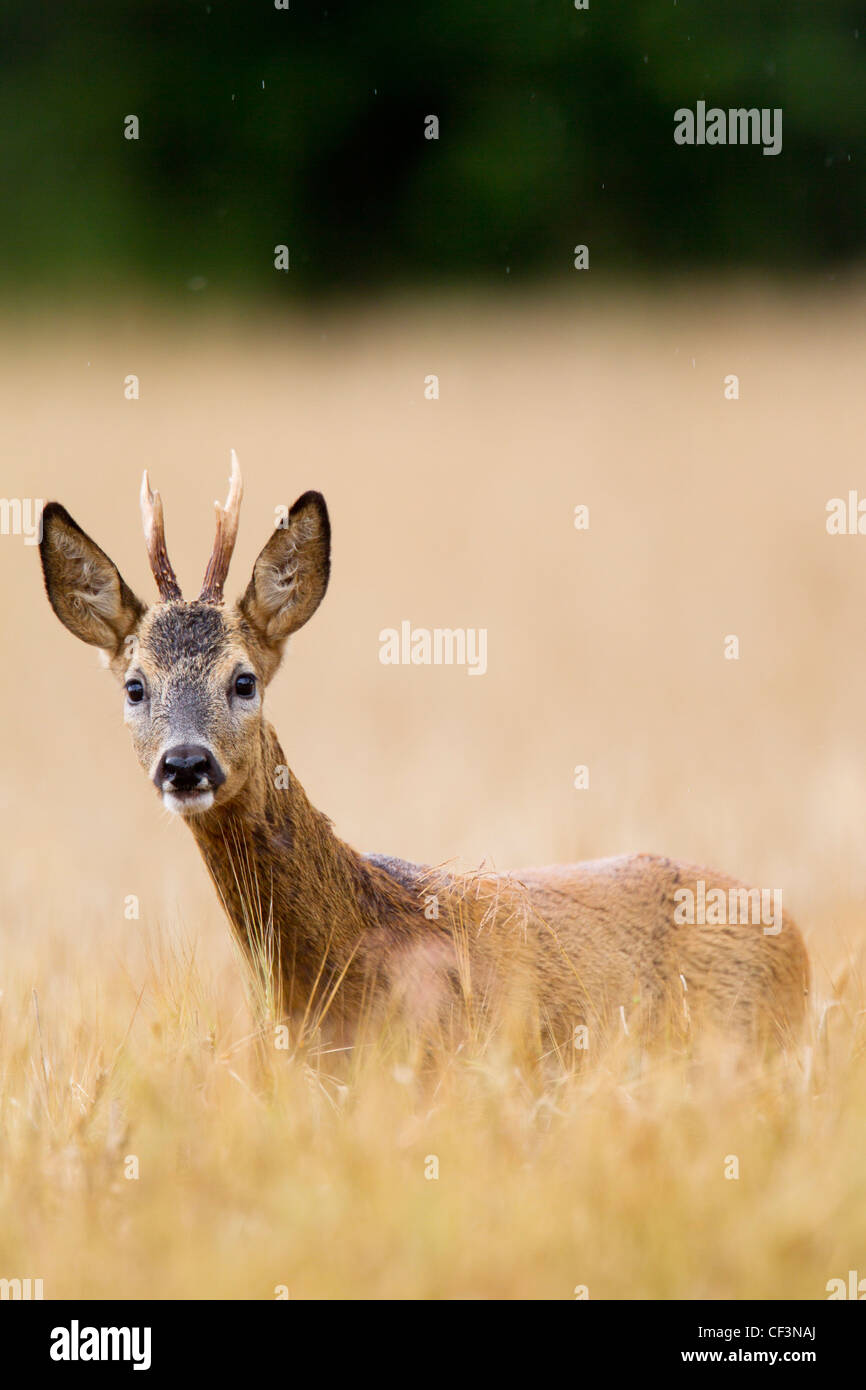 Roe buck cornfield hi-res stock photography and images - Alamy