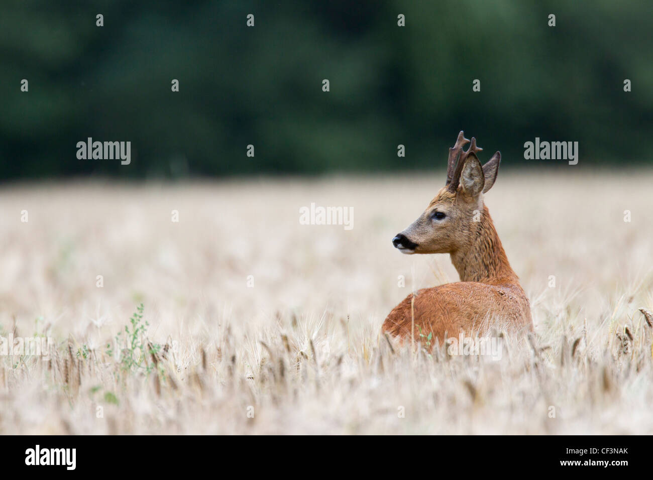 Roe buck cornfield hi-res stock photography and images - Alamy