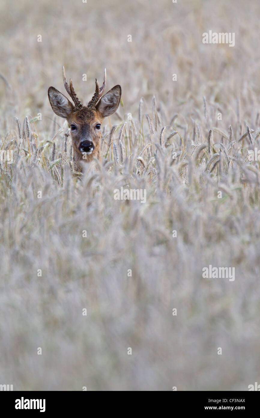 Roe buck, Schleswig-Holstein, Germany, Europe Stock Photo - Alamy