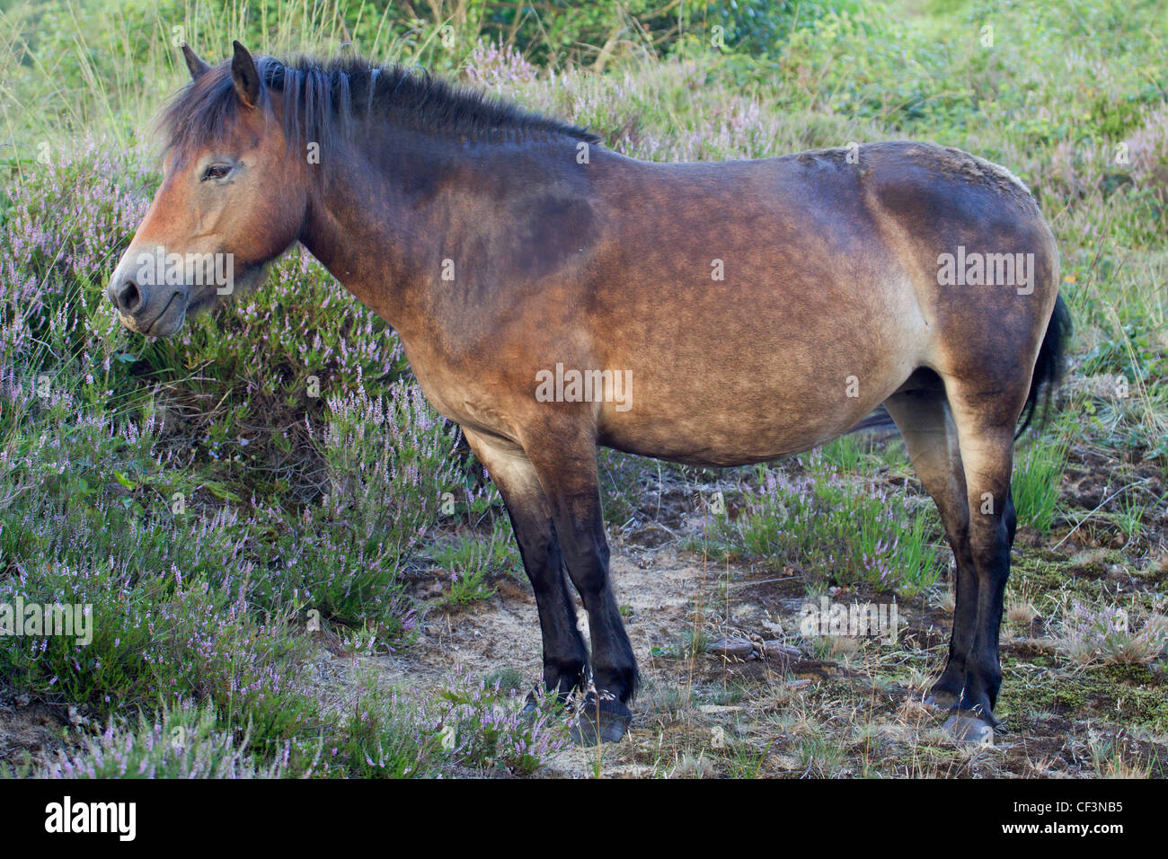 Exmoor horse, Schleswig-Holstein, Germany, Europe Stock Photo - Alamy
