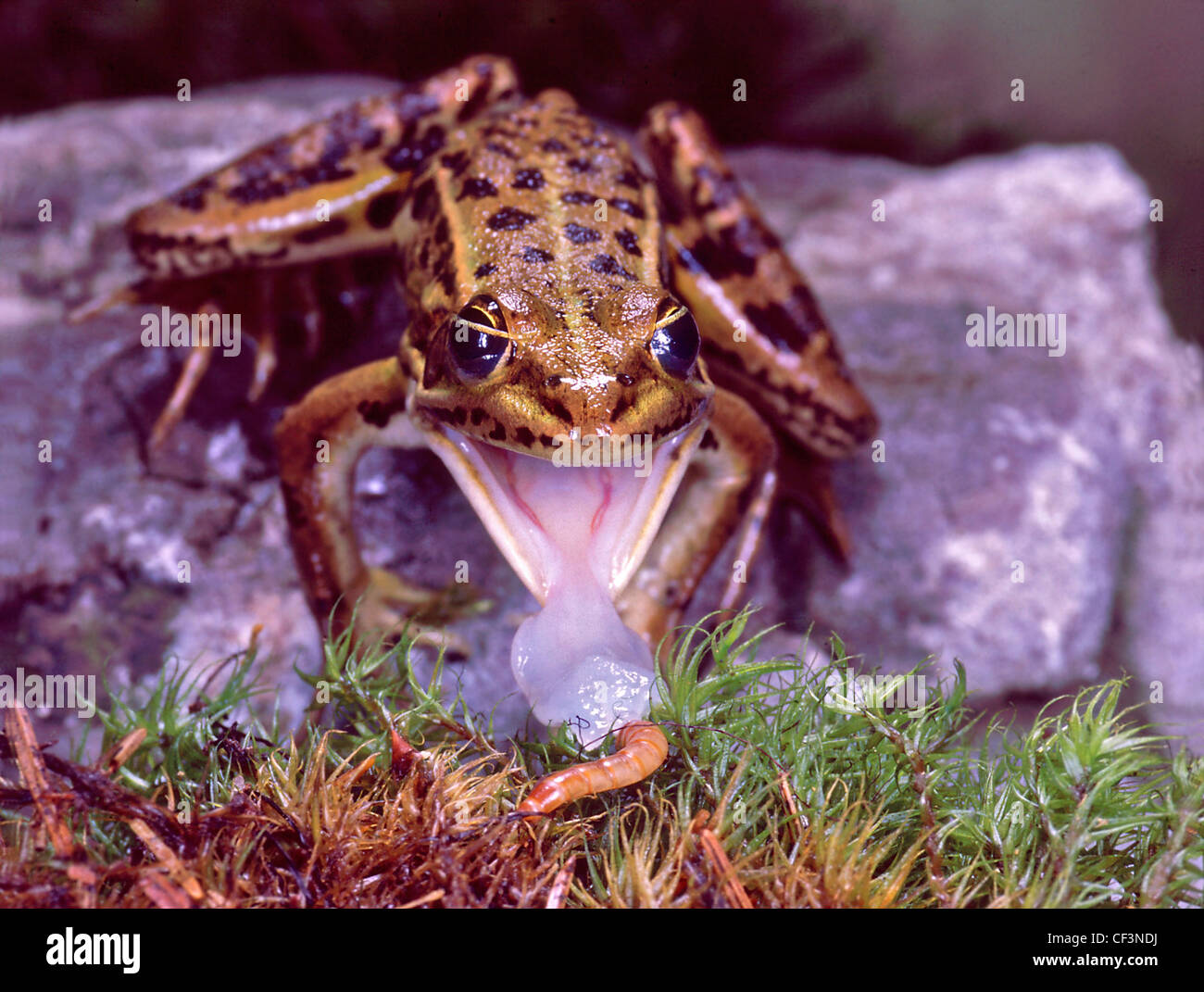 Pool frog, Rana esculenta, mit worm Stock Photo - Alamy