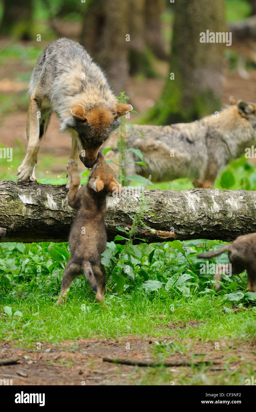 European grey wolf, Canis lupus lupus, Bavaria, Germany, Europe Stock ...