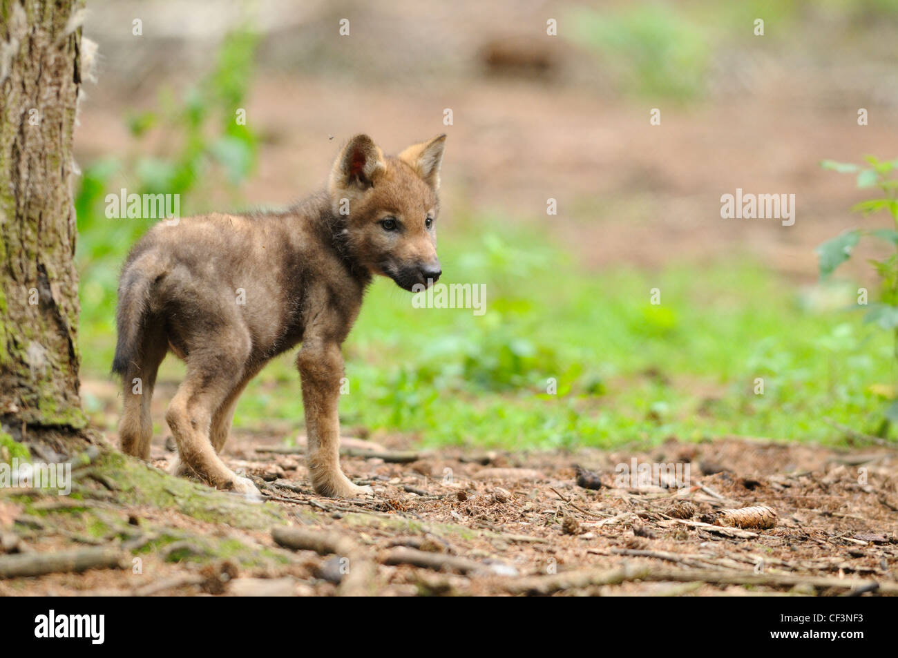 Grey wolf europe canis hi-res stock photography and images - Alamy
