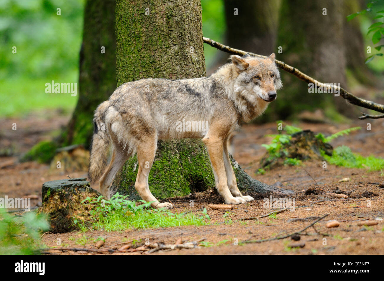 European grey wolf, Canis lupus lupus, Bavaria, Germany, Europe Stock ...