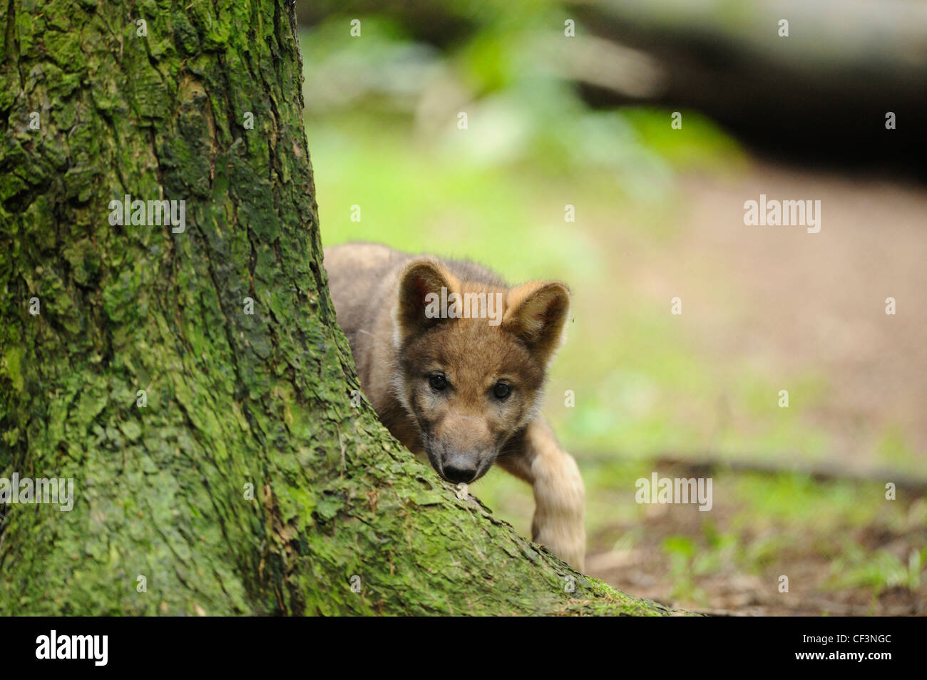 European grey wolf, Canis lupus lupus, Bavaria, Germany, Europe Stock ...