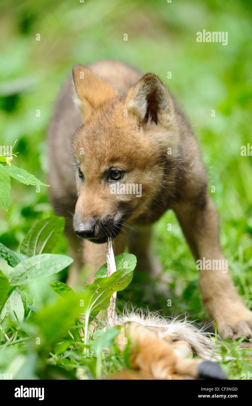 European grey wolf, Canis lupus lupus, Bavaria, Germany, Europe Stock ...