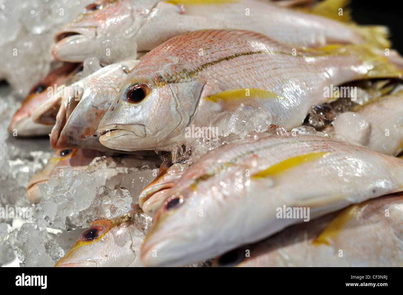 Photo of fresh fish at the Fish Market Stock Photo - Alamy