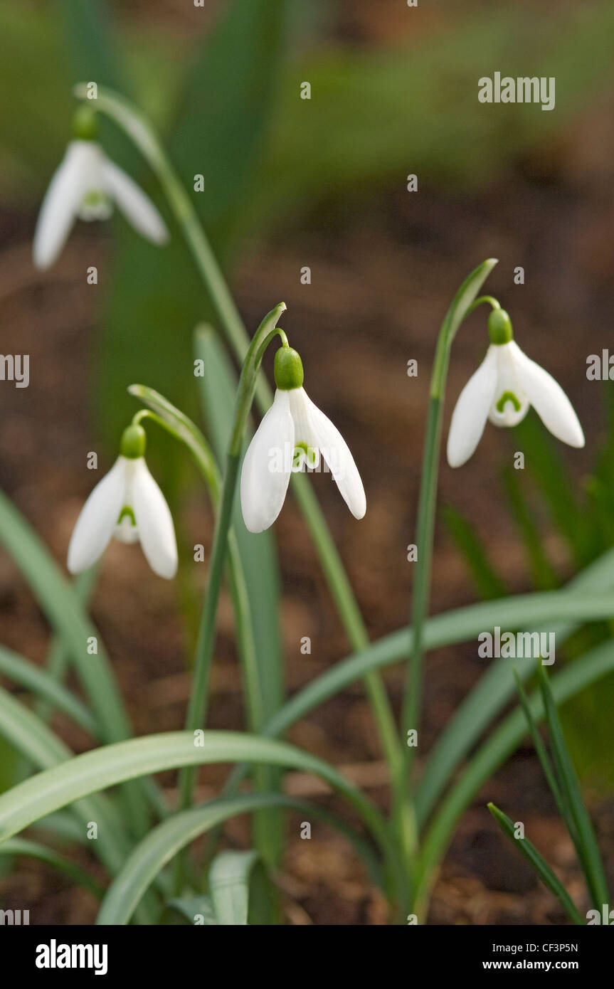 Purple snowdrops growing in spring hi-res stock photography and images ...