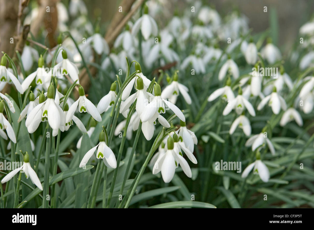 Purple snowdrops growing in spring hi-res stock photography and images ...