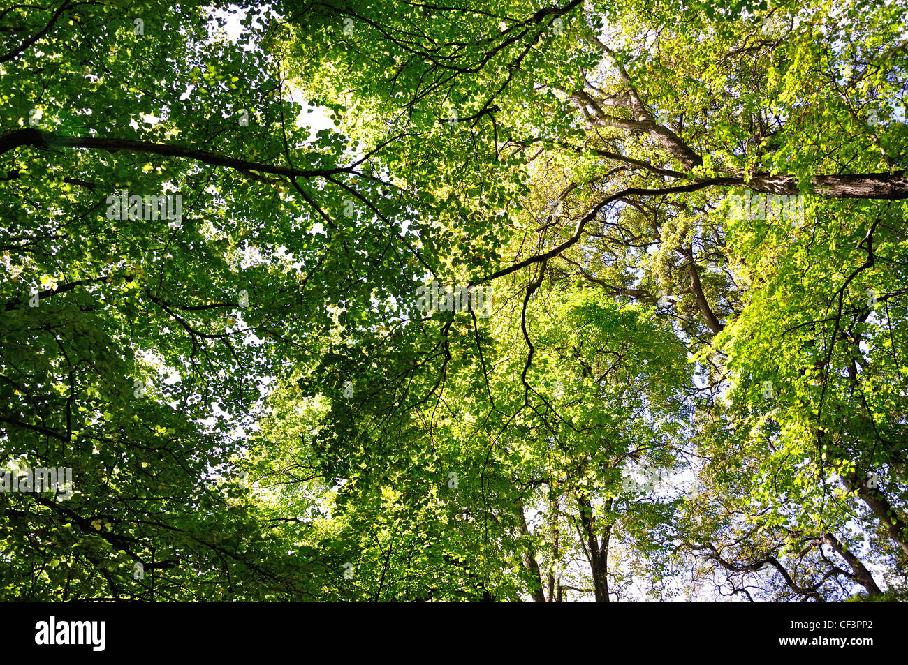 Tree canopy at Riccarton House & Bush, Kahu Road, Fendalton ...