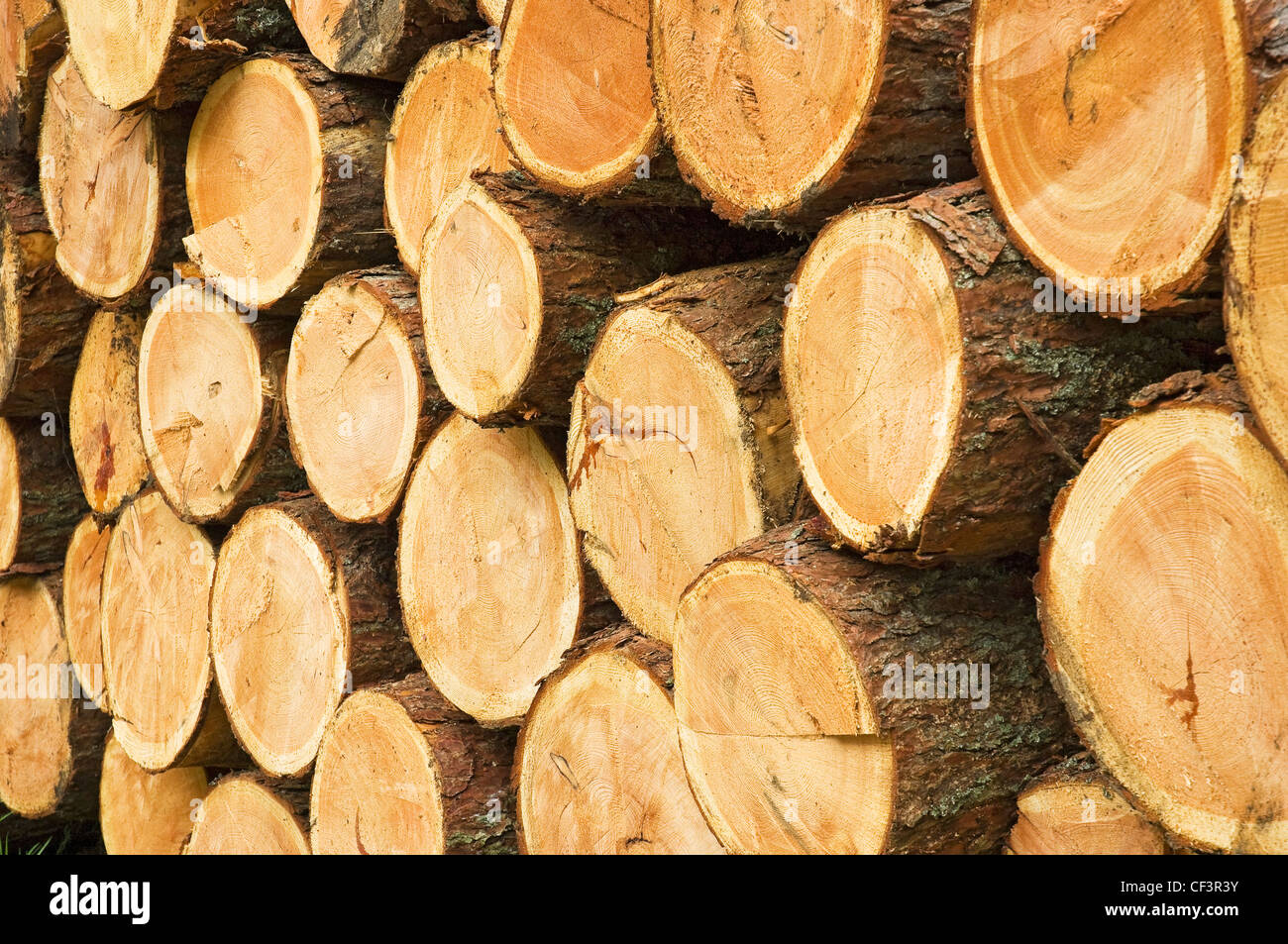 A log pile from felled trees Stock Photo - Alamy