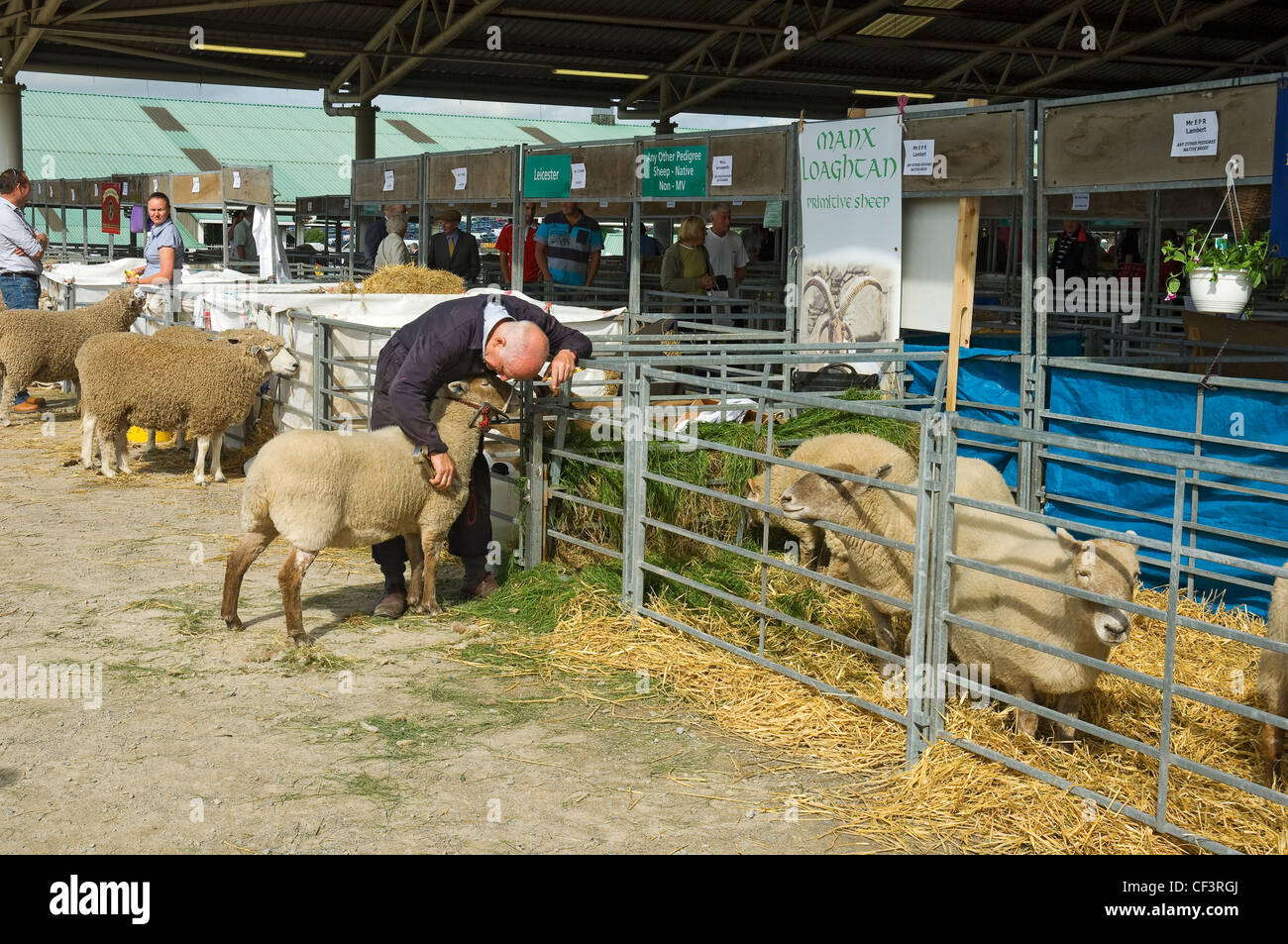 Sheep judging great yorkshire show hi-res stock photography and images ...