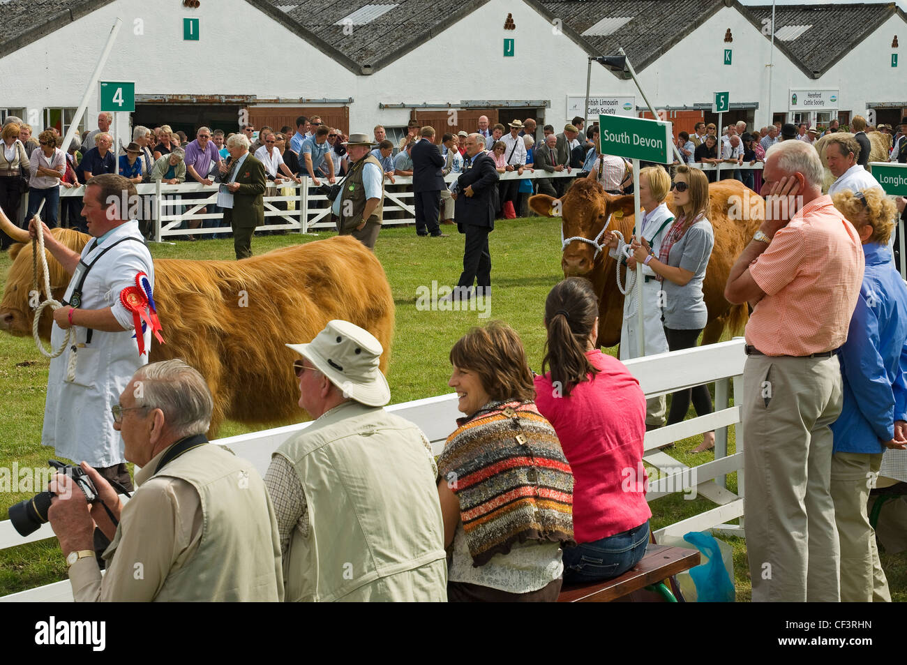 Parade of cattle at the Great Yorkshire Show Stock Photo - Alamy