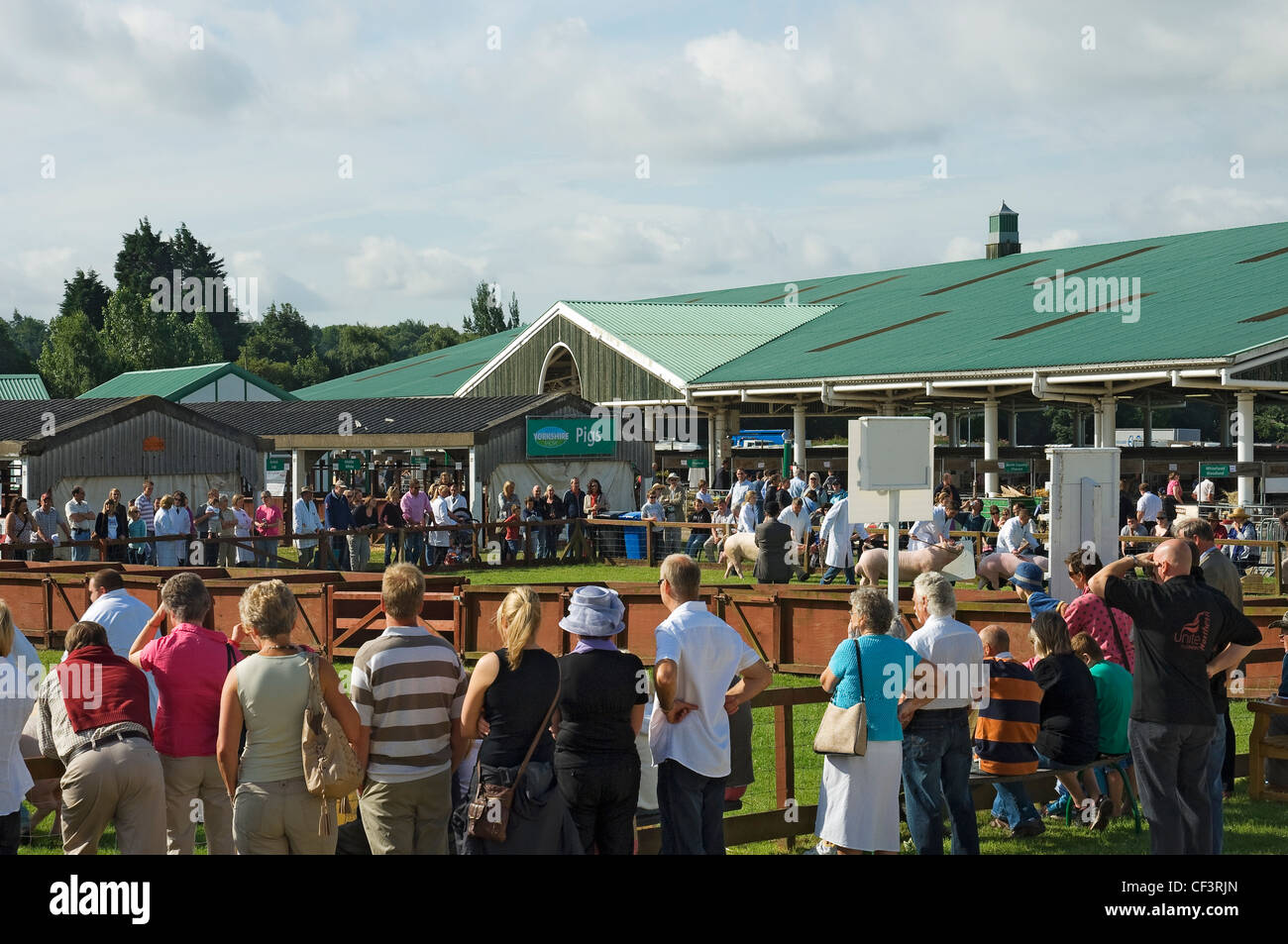 Pig judging at the Great Yorkshire Show Stock Photo - Alamy