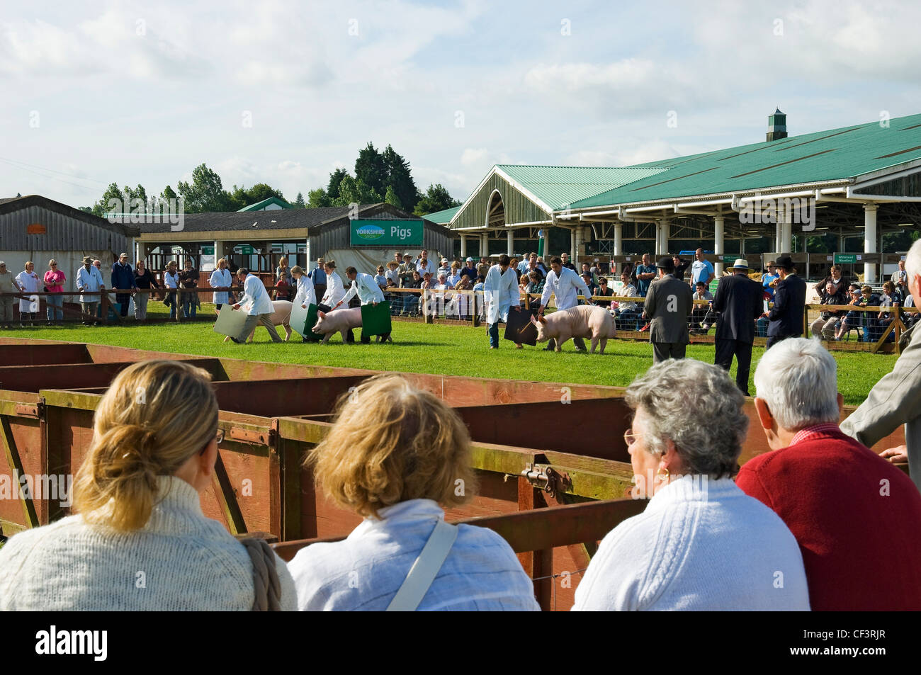 Pig judging hi-res stock photography and images - Alamy