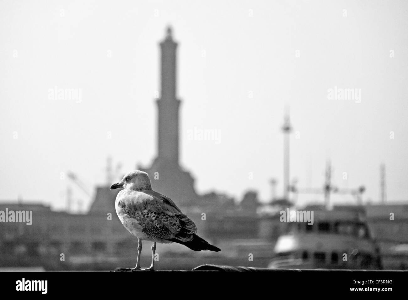 Symbol Of Genoa High Resolution Stock Photography and Images - Alamy