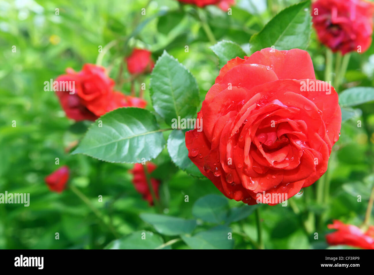 Flower Rose in garden Stock Photo - Alamy