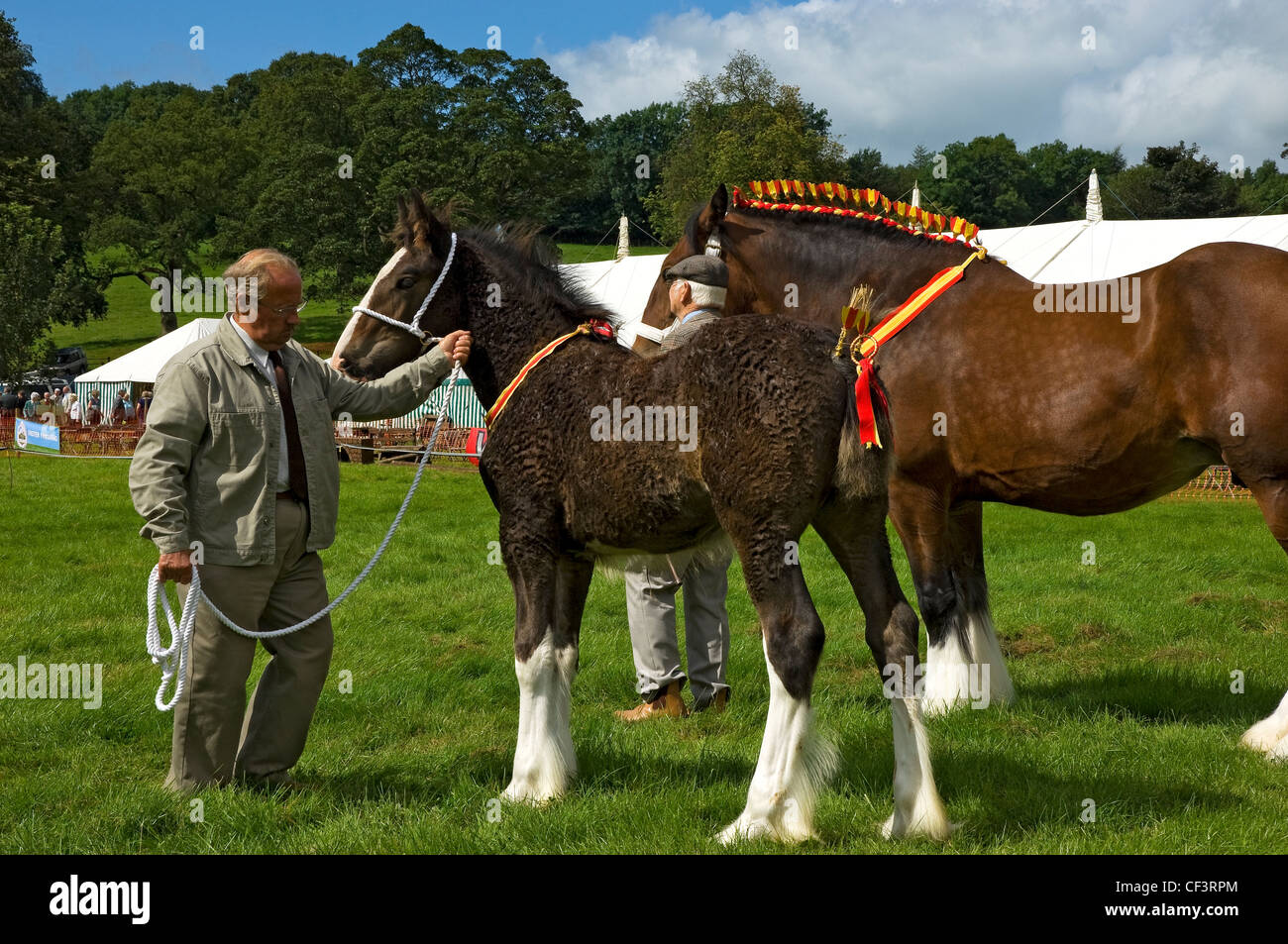 A brood mare and foal competing at Gargrave Show, an annual country ...