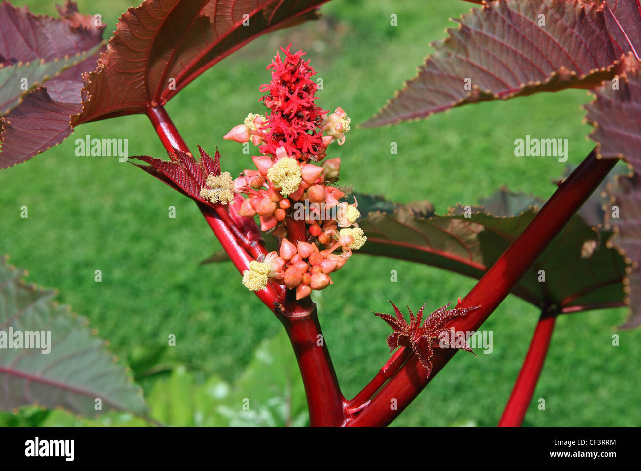 Euphorbiaceae poison red ricin shrub tropical weed flower inflorescence ...