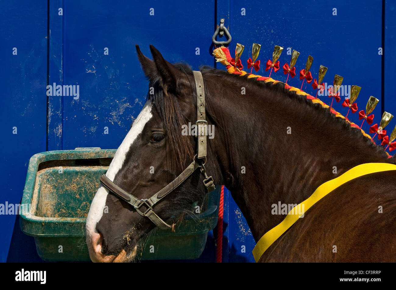 A Shire horse with a decorated mane at Gargrave Show, an annual country ...