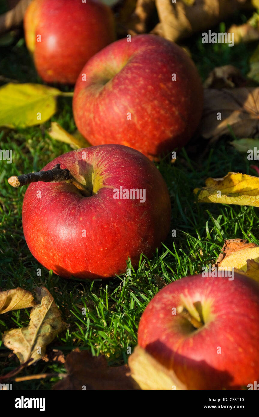Windfall Charles Ross apples lying on the grass Stock Photo - Alamy