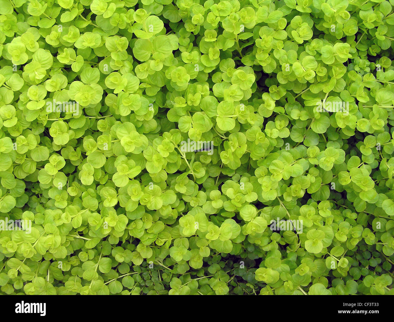 Moneywort, Lysimachia nummularia 'Goldilocks' Stock Photo - Alamy
