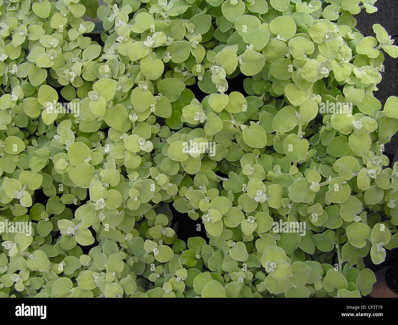 Helichrysum petiolare hi-res stock photography and images - Alamy