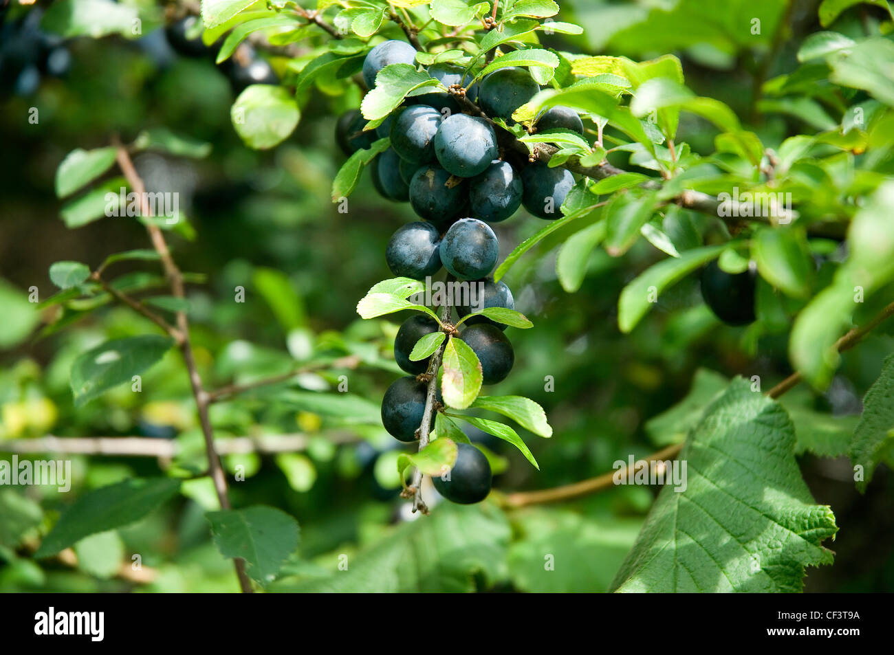 Sloe berries (prunus spinosa Stock Photo - Alamy