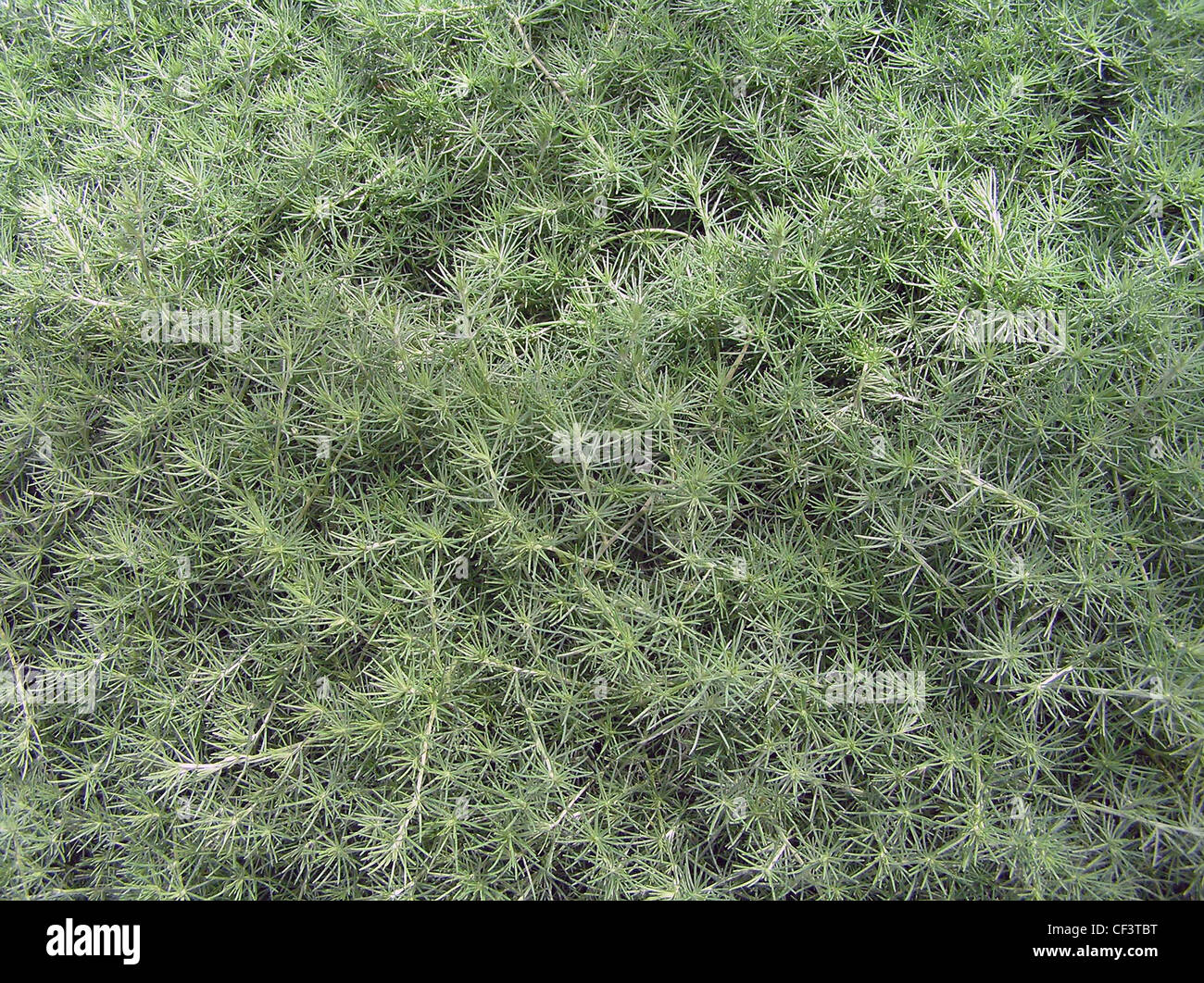 Lotus red flash hi-res stock photography and images - Alamy