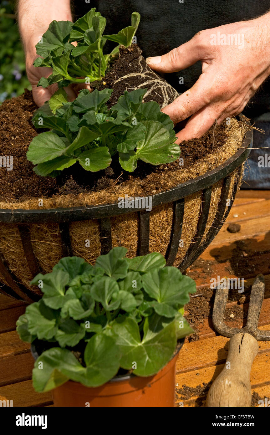 Planting geranium in a hanging basket Stock Photo - Alamy