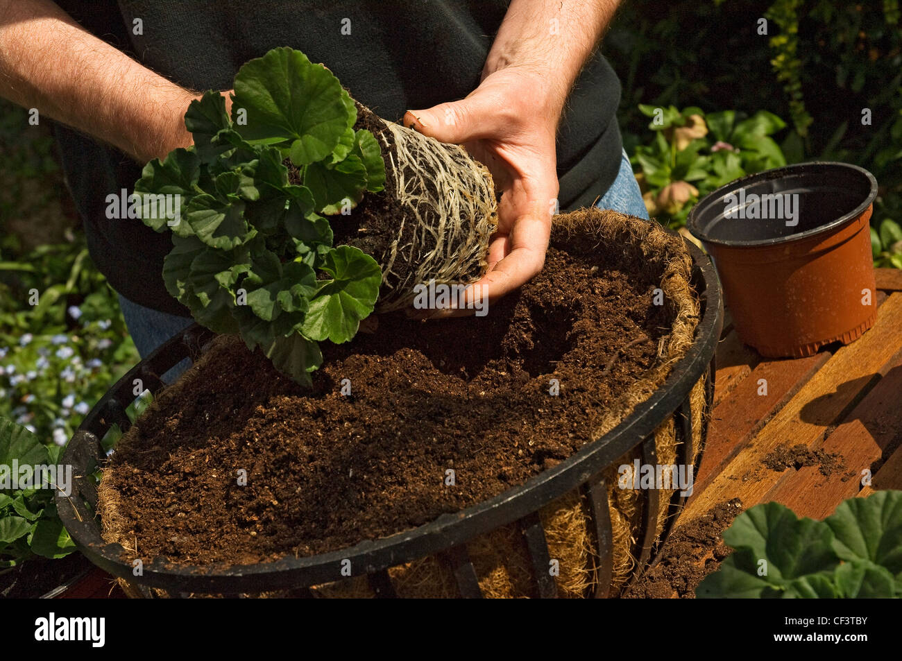 Planting geranium in a hanging basket Stock Photo - Alamy