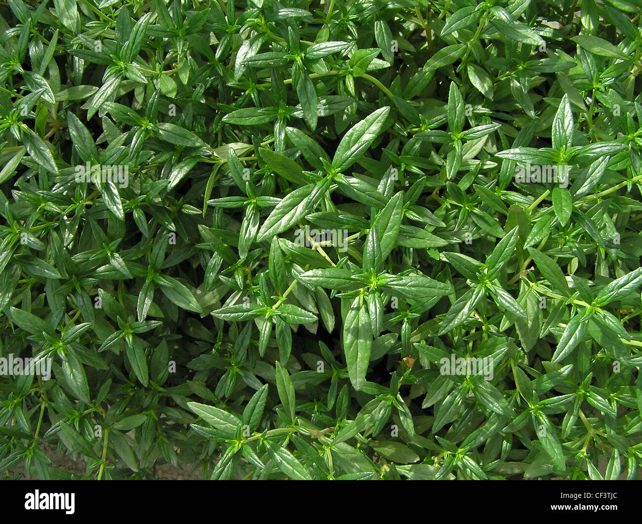 Sticky monkey-flower, Mimulus aurantiacus Stock Photo - Alamy