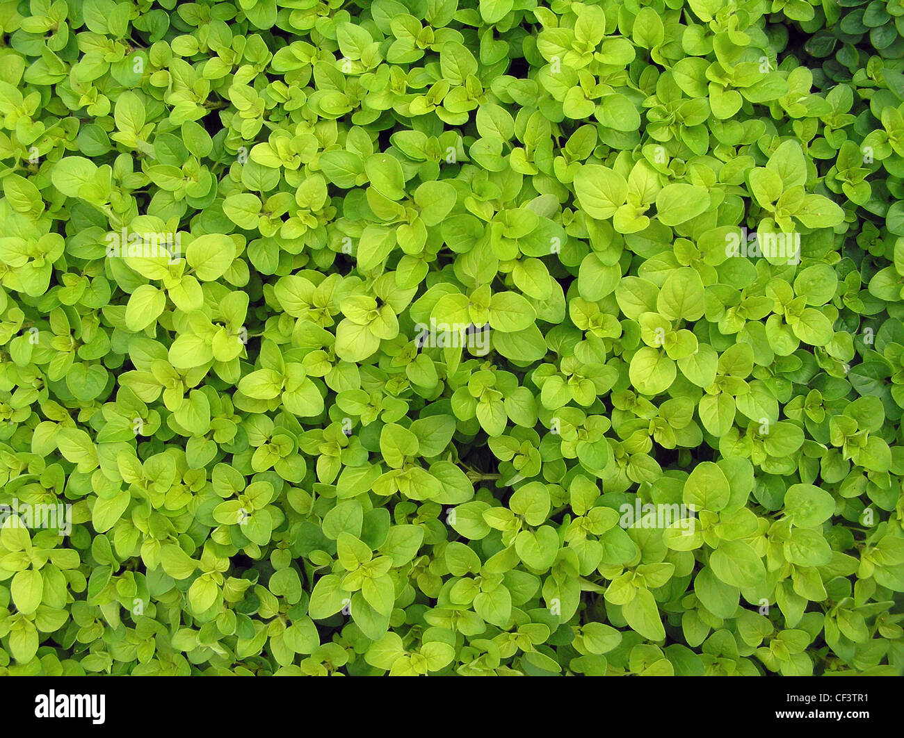 Origanum vulgare aureum hi-res stock photography and images - Alamy