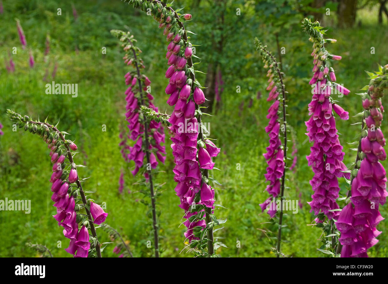 Group of wild foxgloves (digitalis purpurea Stock Photo - Alamy