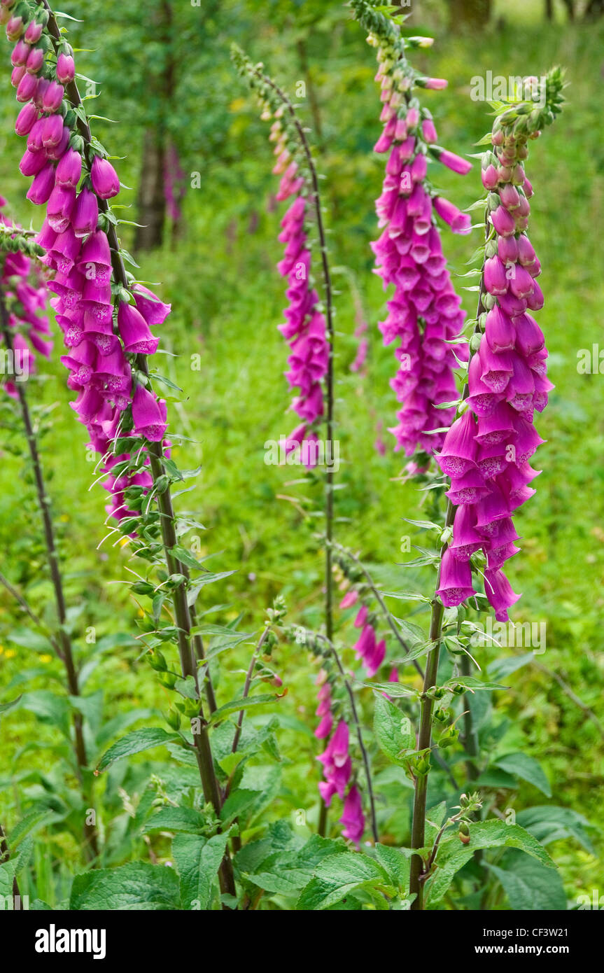 Group of wild foxgloves (digitalis purpurea Stock Photo - Alamy