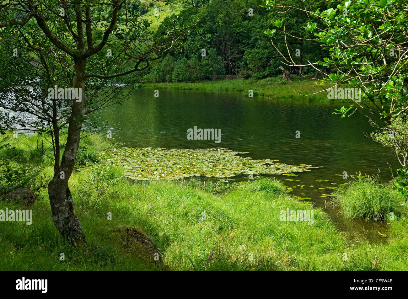 Tranquil view of Rydal Water, one of the smallest lakes in the Lake ...