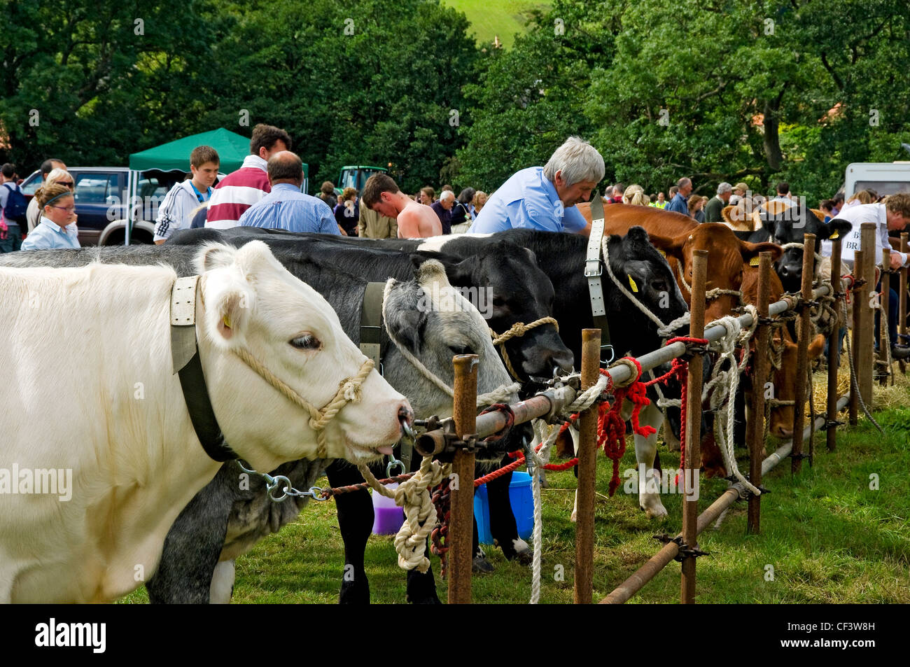 National cattle show hi-res stock photography and images - Alamy