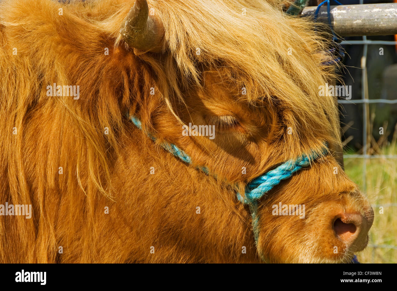 Close up of the head of a Highland cow on show at the Rosedale ...