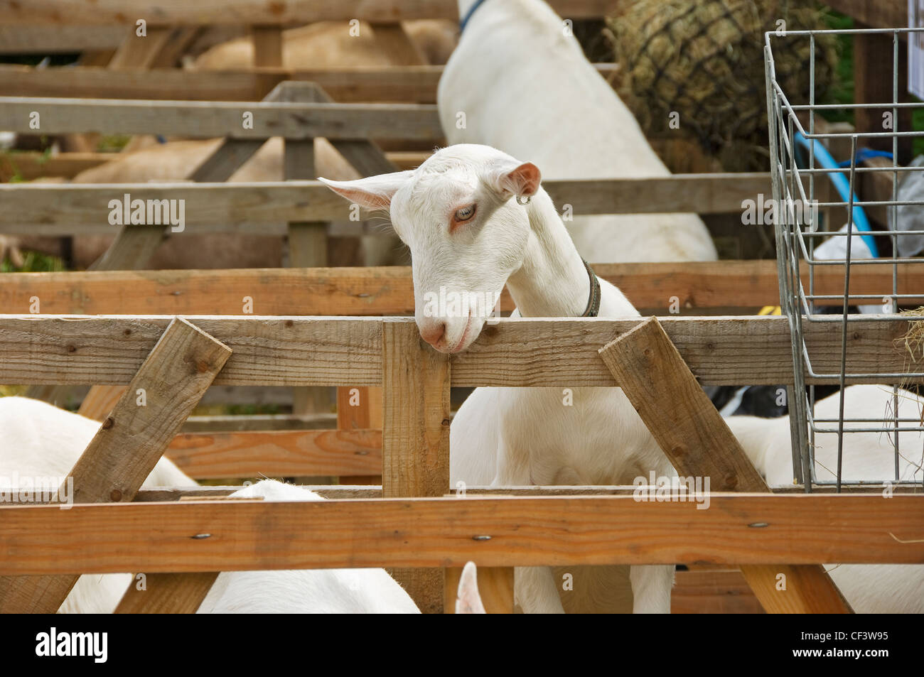 Show goat competition hi-res stock photography and images - Alamy