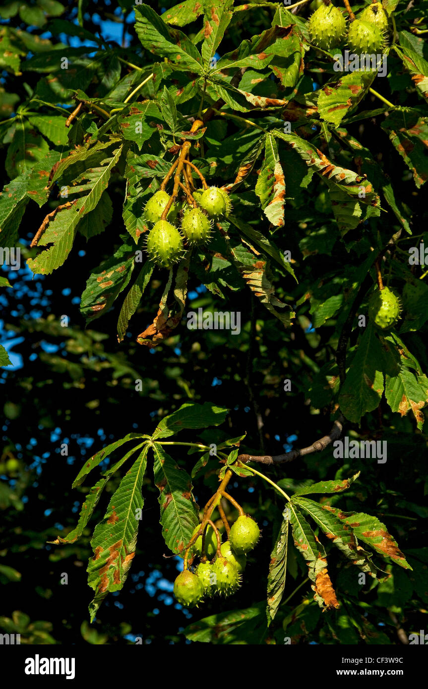 Conkers Forest Stock Photos & Conkers Forest Stock Images - Alamy