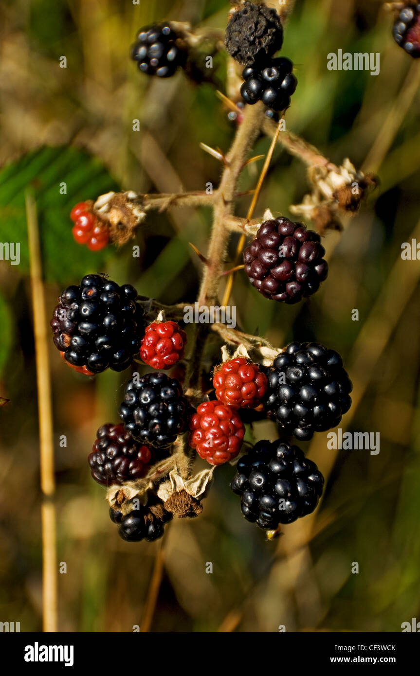 Close-up of wild blackberries (Rubus Stock Photo - Alamy