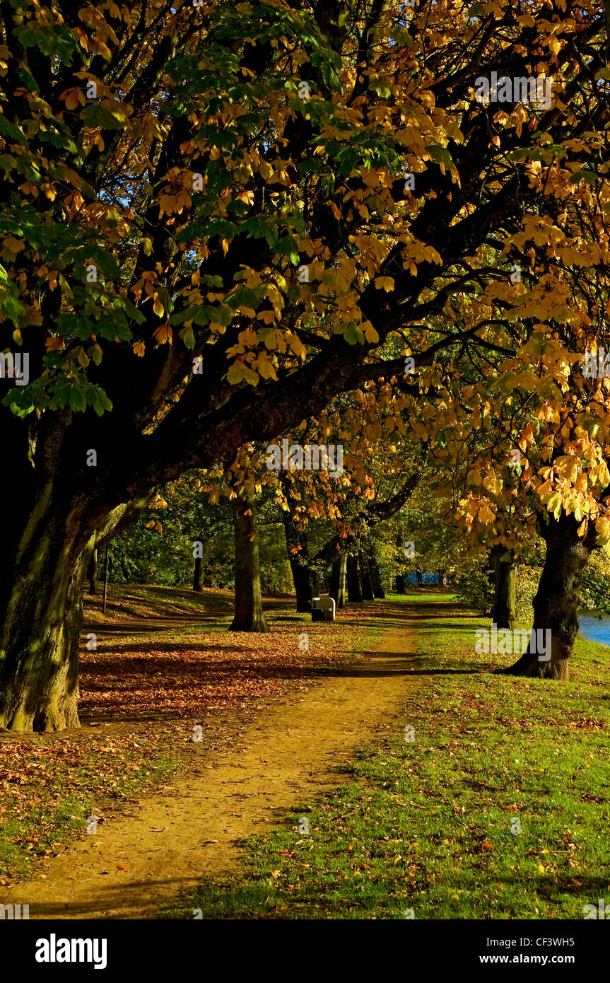 Tree-lined footpath beside the River Ouse in autumn Stock Photo - Alamy