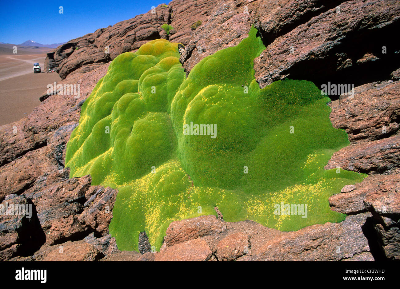 Yareta ( Azorella compacta) Los Andes, Southwestern Bolivia Stock Photo ...