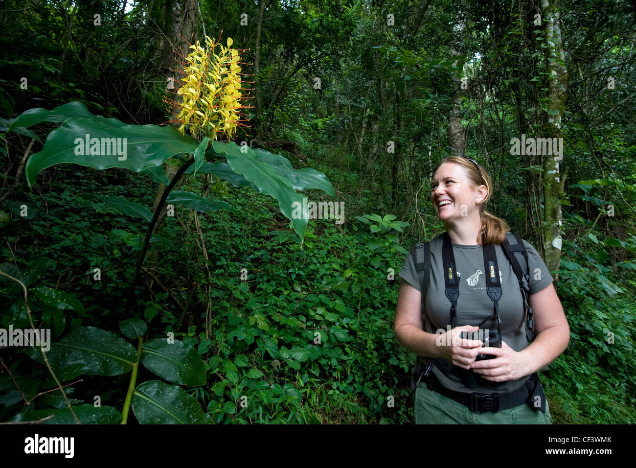 The green hills of the Bvumba Mountains in the Eastern Highlands of ...