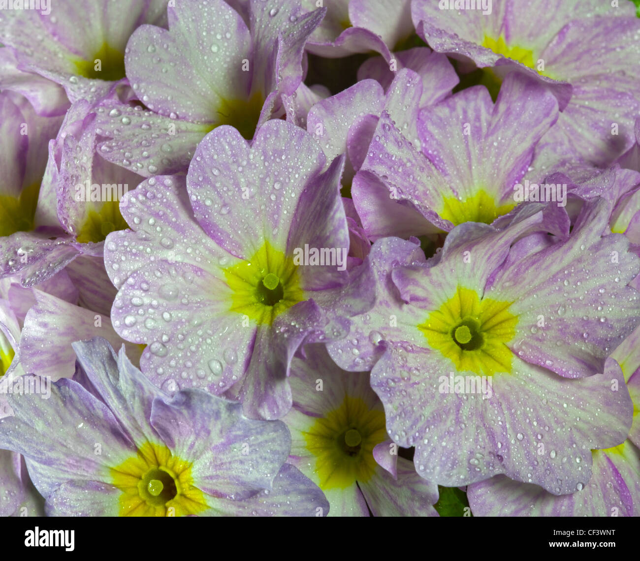 Primulas hi-res stock photography and images - Alamy
